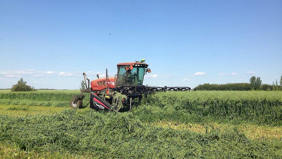 Gerst / tarwe / haver / erwten silage in Saskatchewan Canada door ...