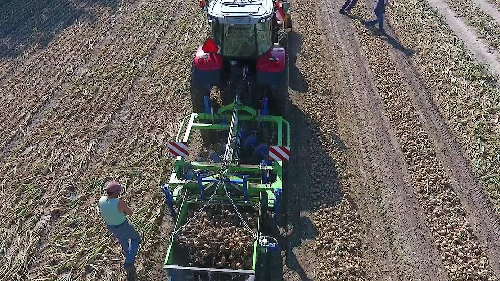Massey Ferguson › Uien rooi demonstratie met de Tordisc Schijvenrooier ...