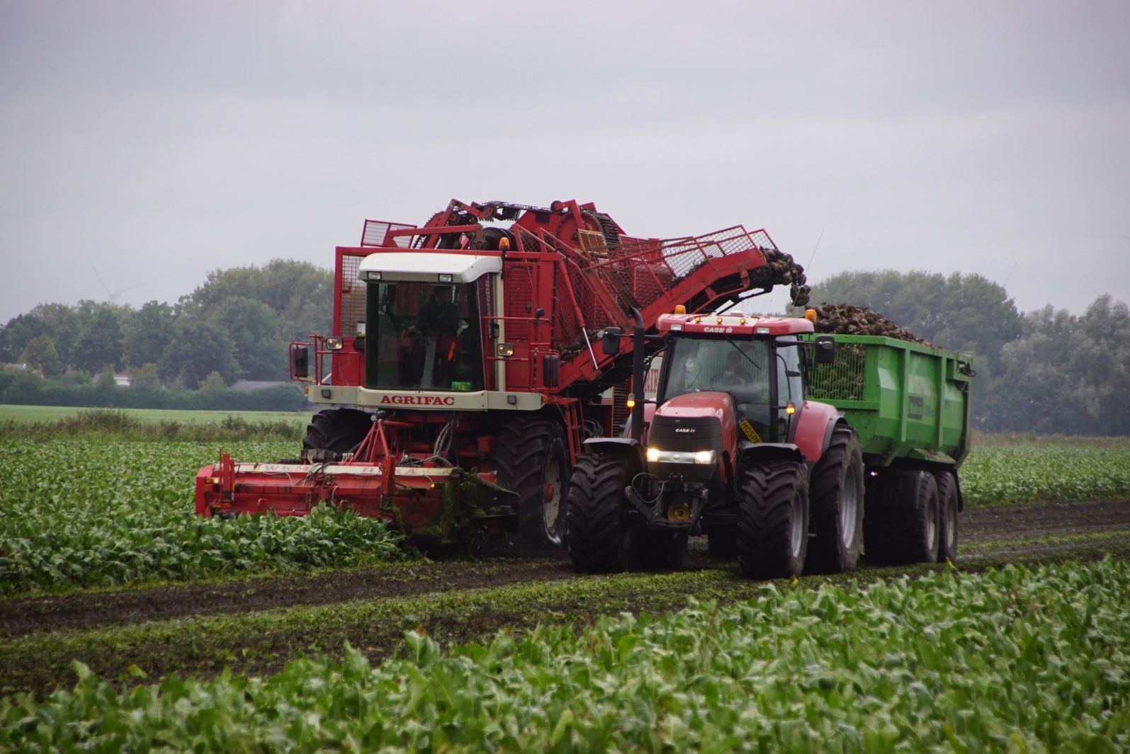 Bieten oogsten in hondegang | Trekkerweb.nl - Mechanisatienieuws voor de landbouw en groensector