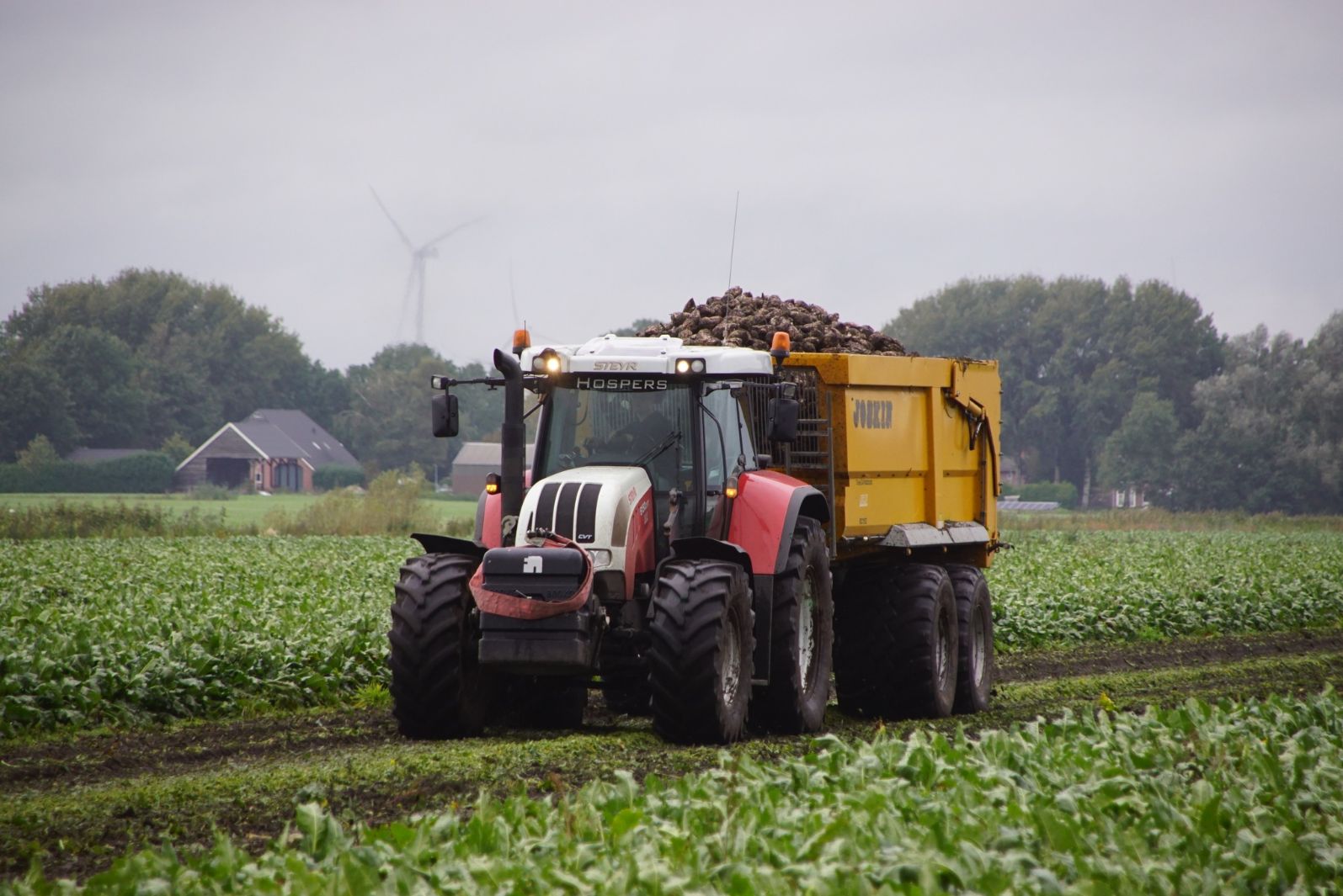 Bieten oogsten in hondegang | Trekkerweb.nl - Mechanisatienieuws voor de landbouw en groensector