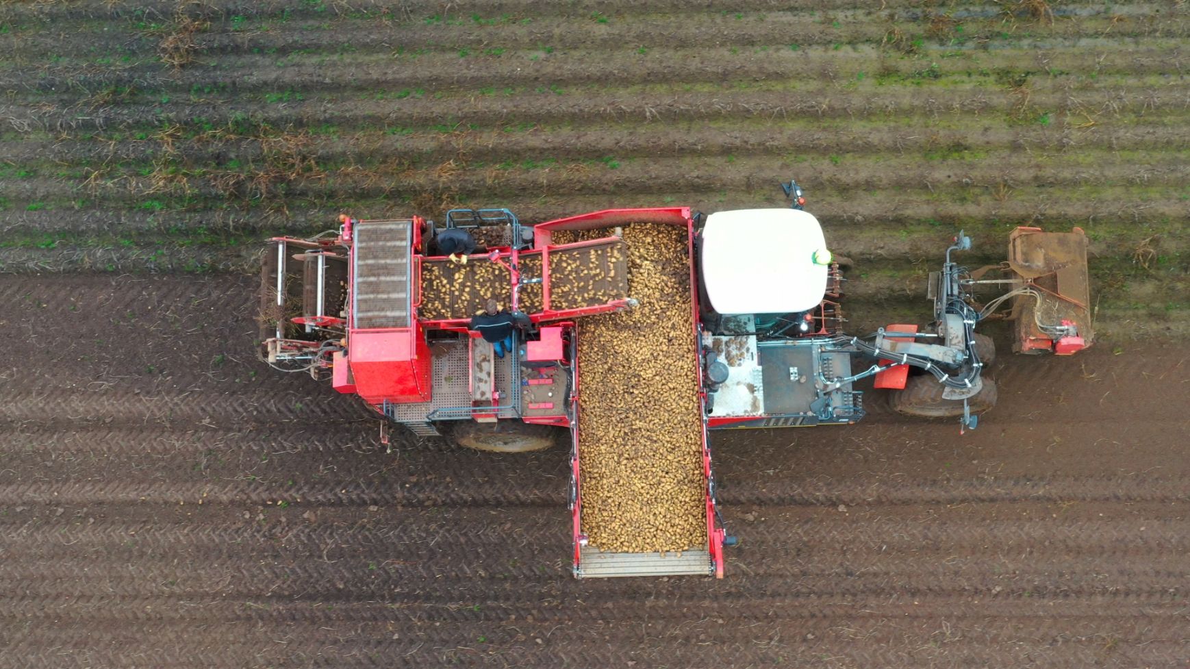 Video: aardappelen rooien met DeWulf | Trekkerweb.nl ...